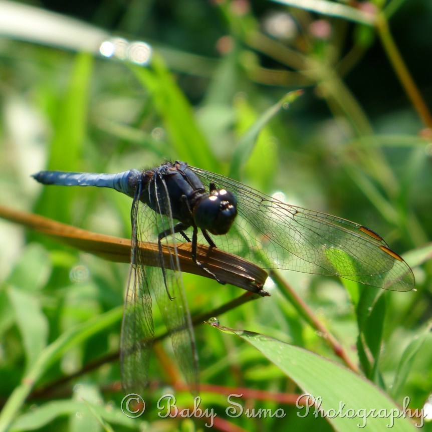 Baby Sumo Photography: Black-Grey Dragonfly - KL, Malaysia
