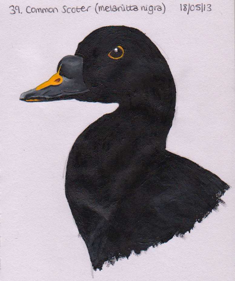 Learn.Draw.BIRD.: May 2013