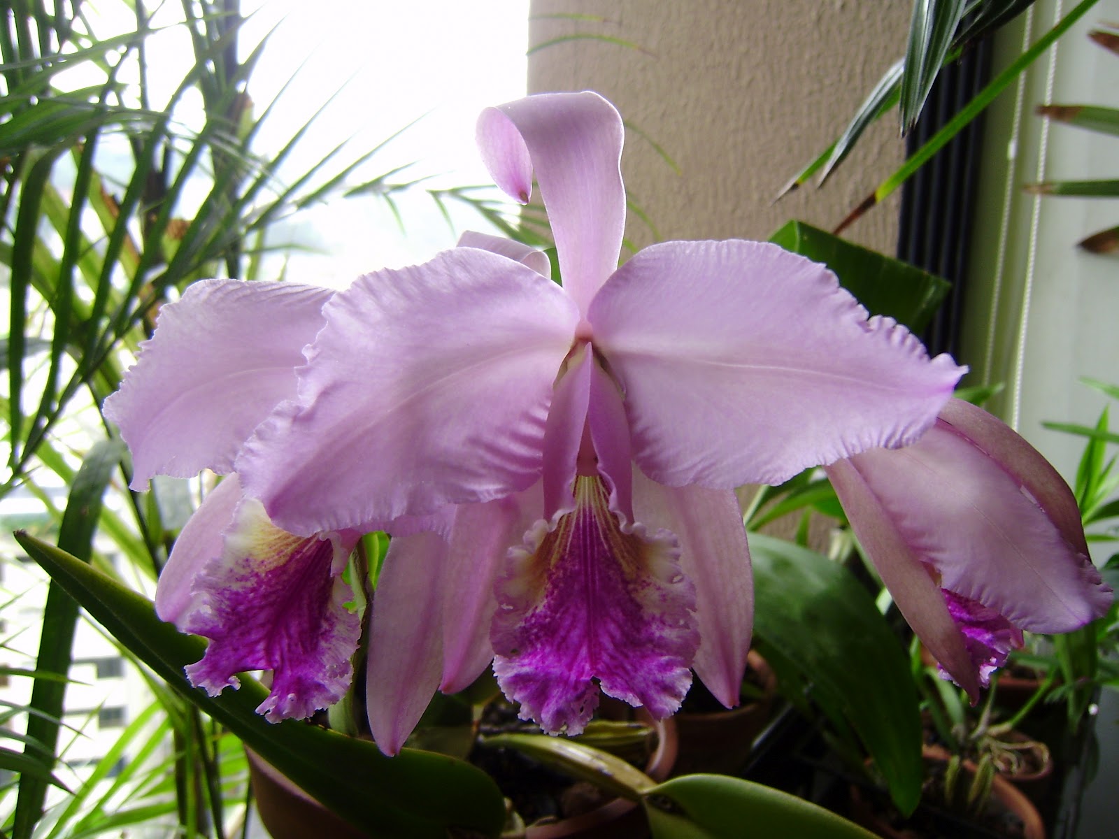 Lecturas, yantares y otros placeres: La flor emblemática de Venezuela