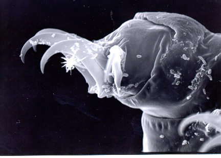 MUY INTERESANTE SPAIN: EL ANIMAL INDESTRUCTIBLE