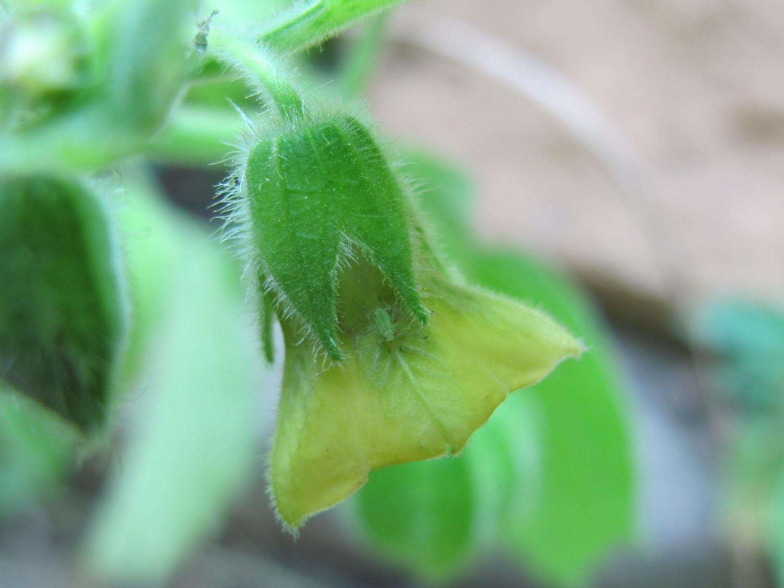 Blue Jay Barrens: Ground Cherry Leaf Beetles