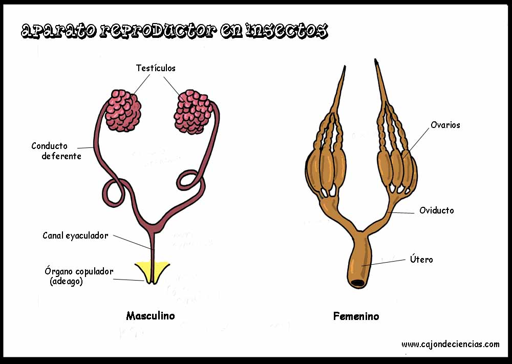 El Increíble Mundo de los Artrópodos