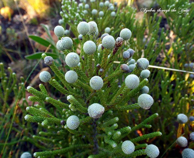 Brunia Flower Best Images Photography - Gardening