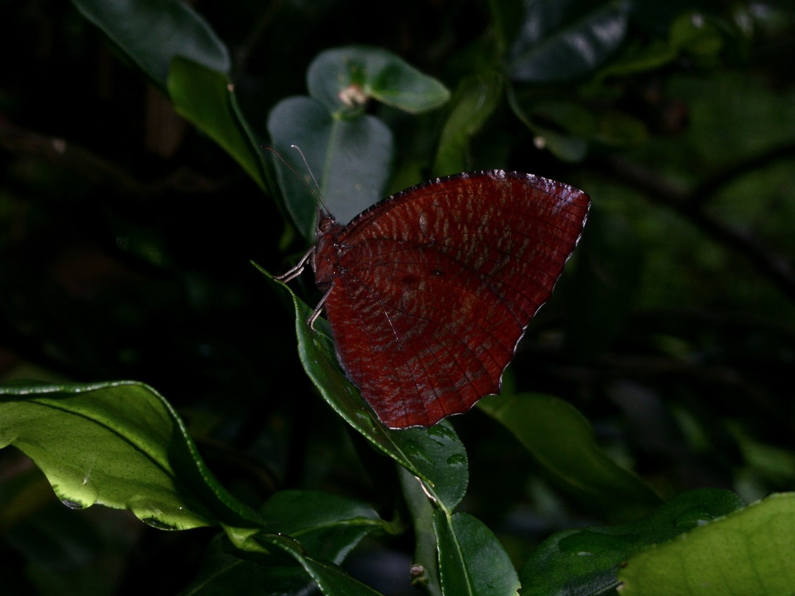 Common Butterflies of Singapore: Common Palmfly (Elymnias hypermnestra)