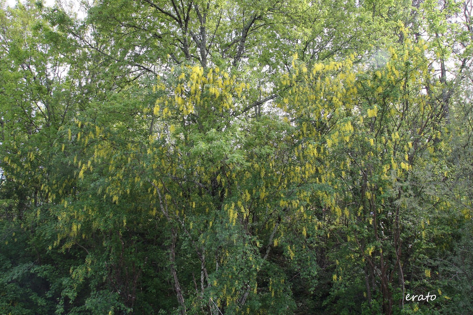 Rêveries: Le cytise ....