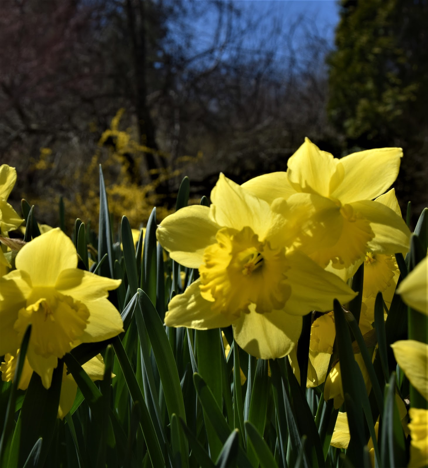 Vicki Lane Mysteries: A Host of Golden Daffodils