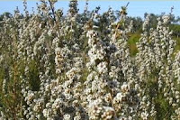 aromatherapy at Nature's Gift: Fragonia™