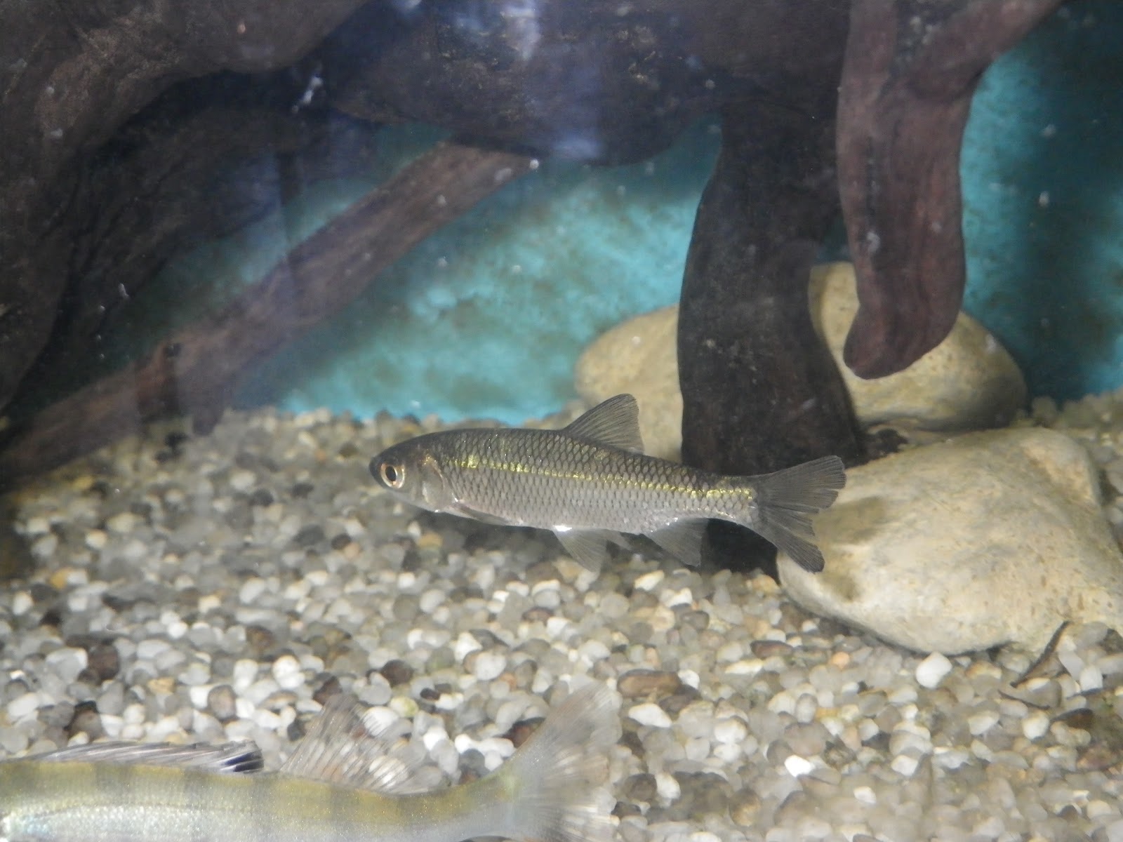 AcuarioBlogSencillo: Biotopo del curso medio del rió Muga