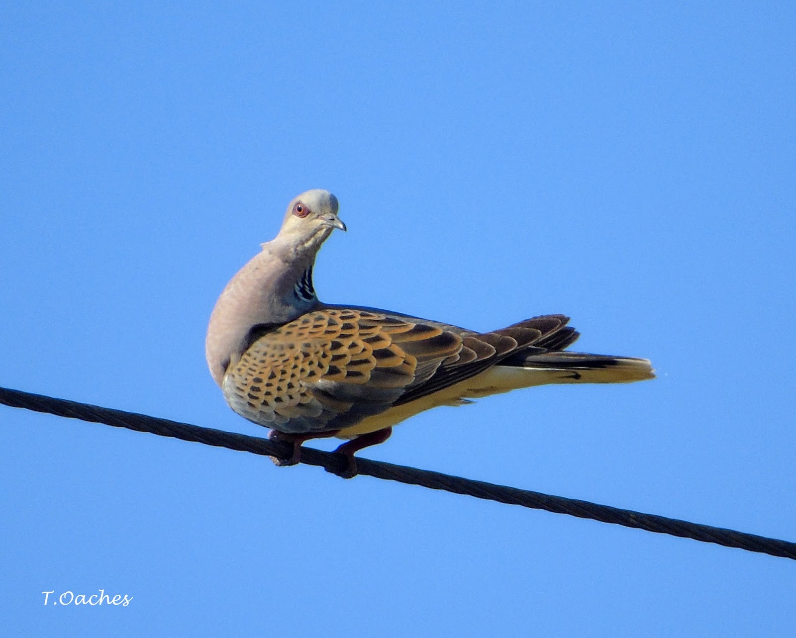PASARI DIN ROMANIA: TURTURICA, Streptopelia turtur