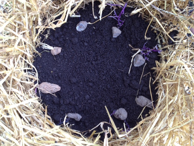Creative State of Mine: Tubers in tubes--growing lots of potatoes in ...