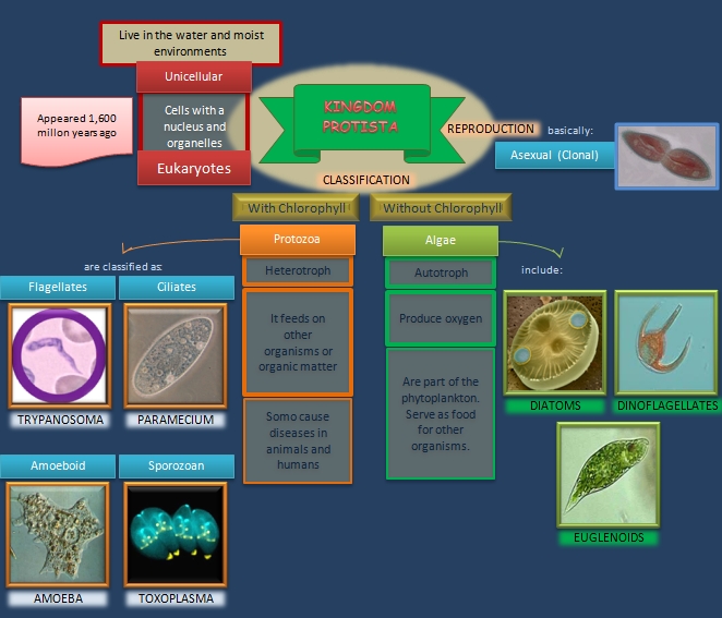 Educative diagrams: Kingdom Protista - Eukaryot