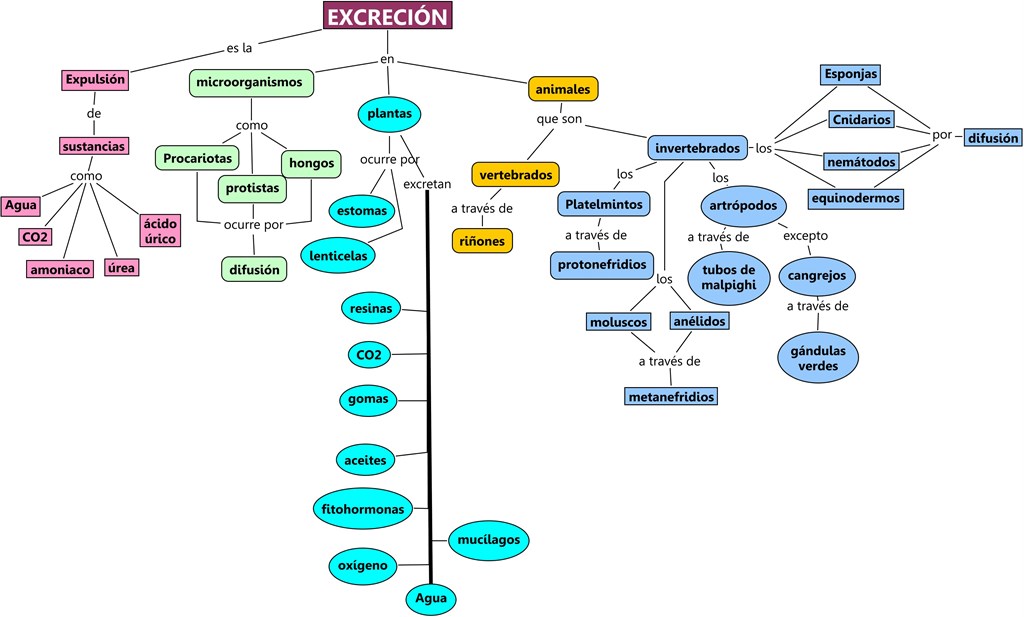 Ciencia al Dia: LA EXCRESION EN LOS SERES VIVOS (Parte I)