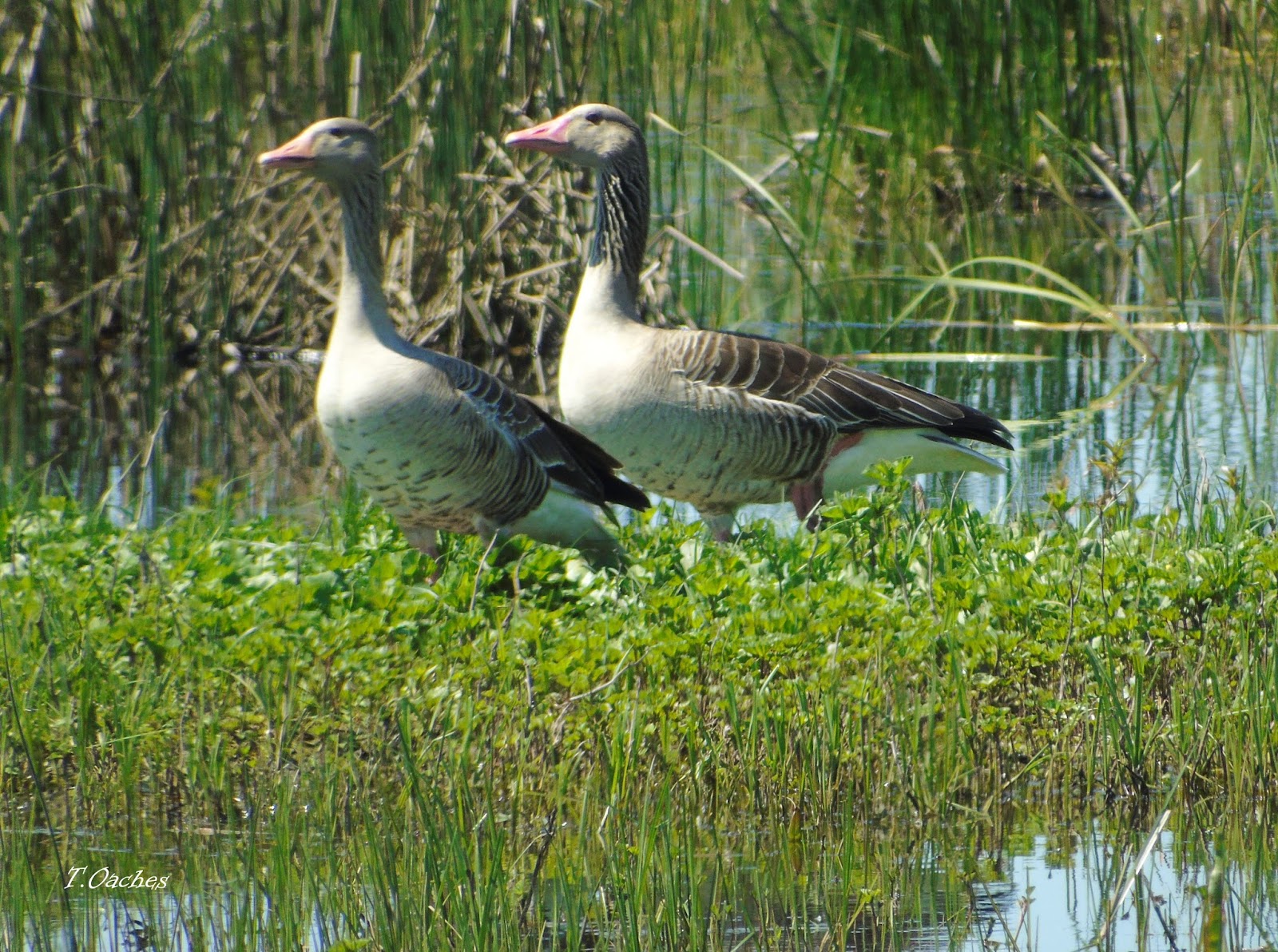 PASARI DIN ROMANIA: GASCA DE VARA, Anser anser