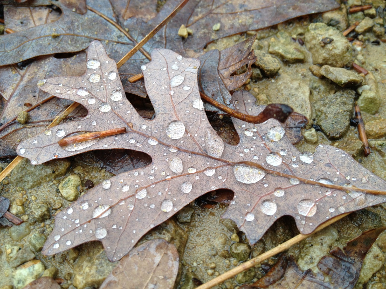 Talking Behind My Own Back: Distracto Girl