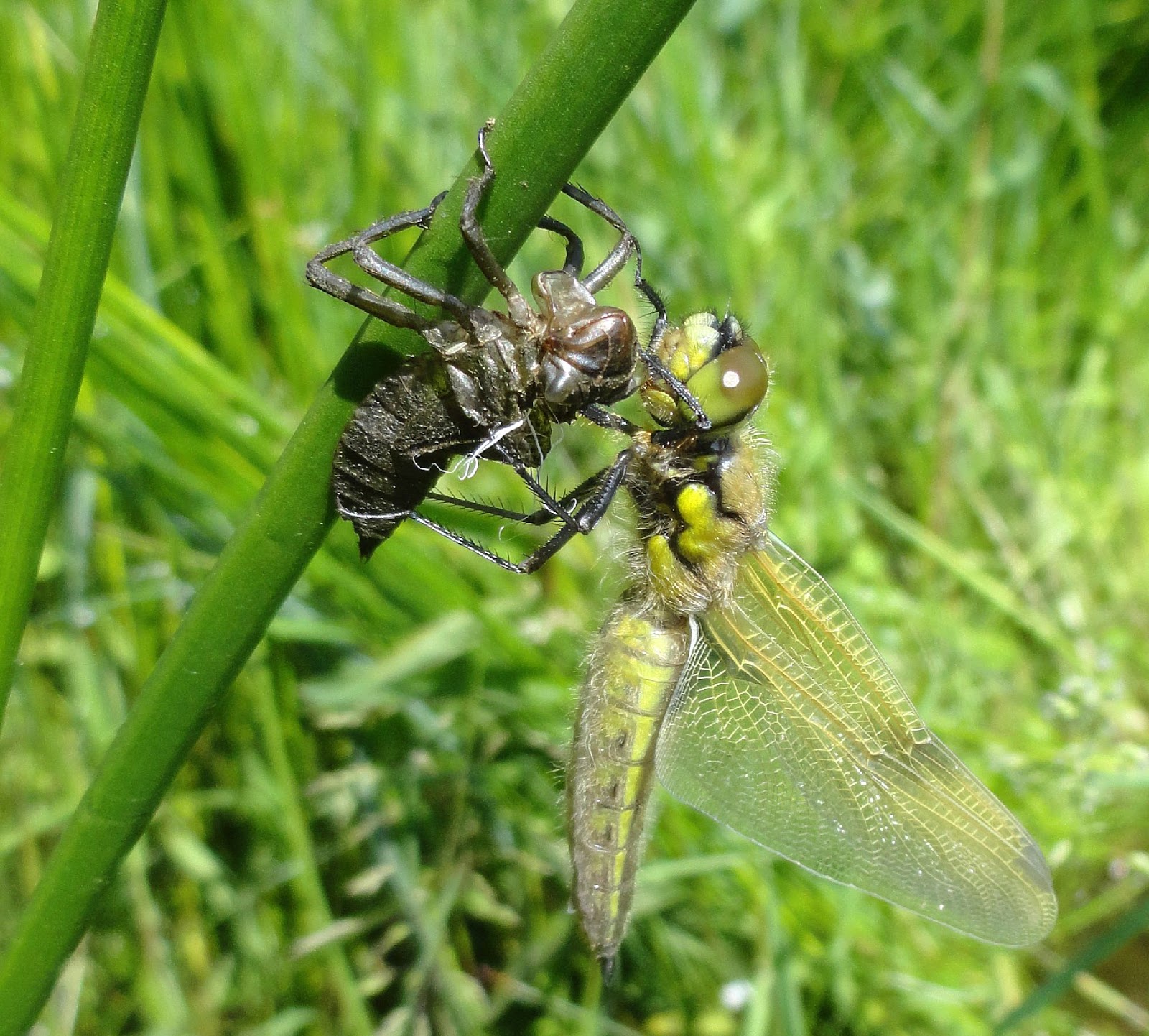 Weert en natuur: Uitsluipen van een libel