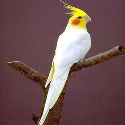 Les oiseaux chanteurs