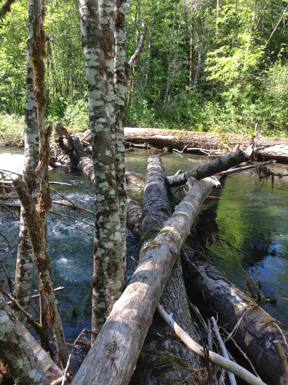 Dean Finnerty's Fishing and Hunting: Placing large wood in streams for ...
