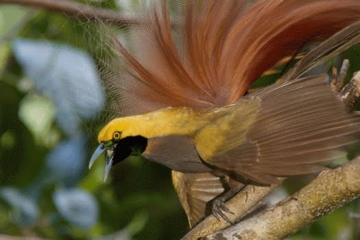 Biology of Animals: Paradisaea decora (Goldie's bird of paradise)
