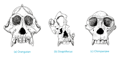 Escenarios prehistóricos: Sivapithecus