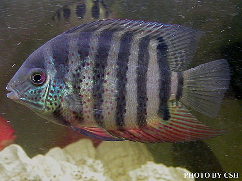 金魚&水族快訊Goldfish & Aquarium Messages: 鑽石菠蘿(Heros sp. 'Inirida')