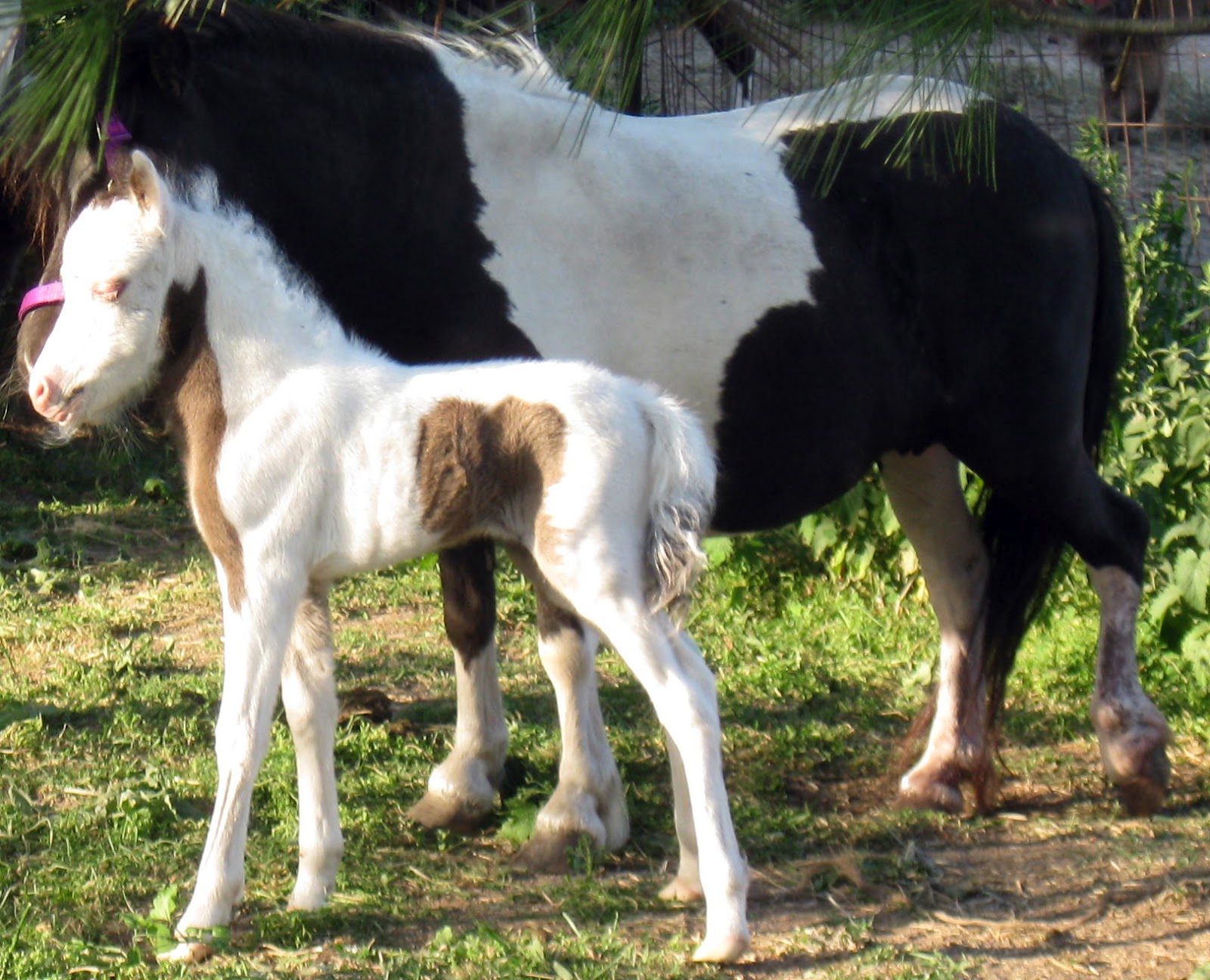 Toad Hill Miniature Horses: Tovero Foal? - Got that Right!!