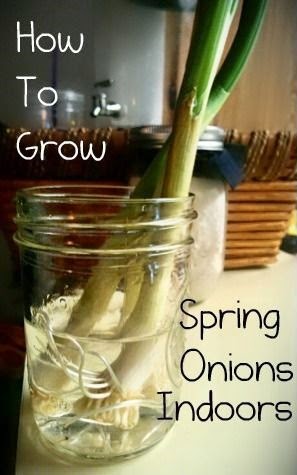How to Grow Spring Onions in Water #Organic_Gardening