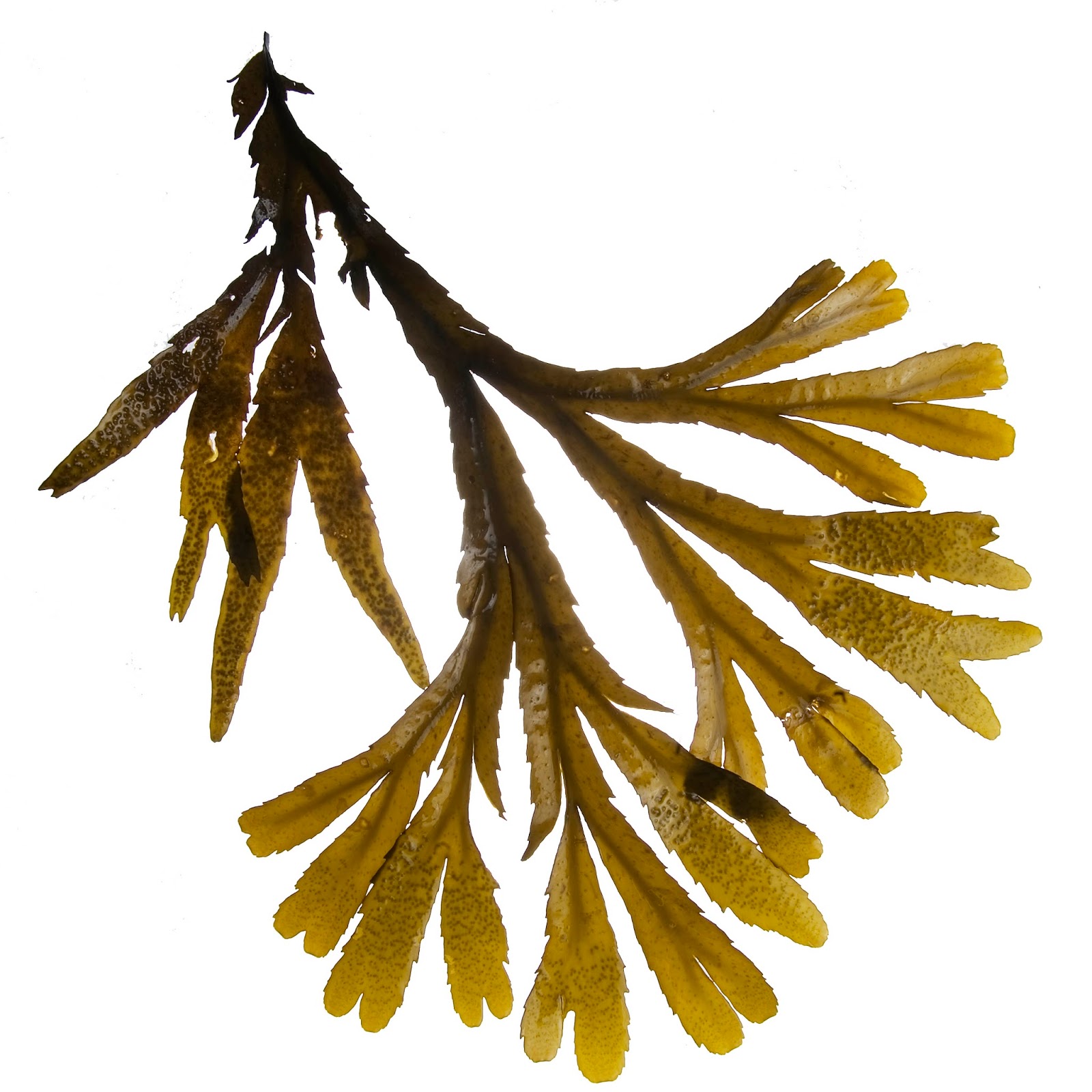 kiko delgado Fotografias