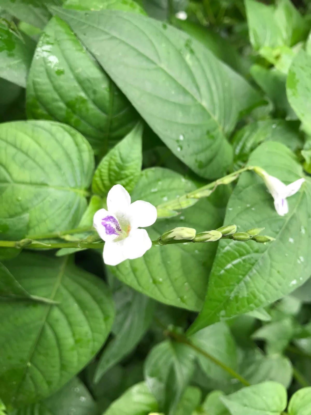 新/马草药自然医学: 宽叶十万错功效与作用.Asystasia Gangetica uses. pokok Ara songsang.