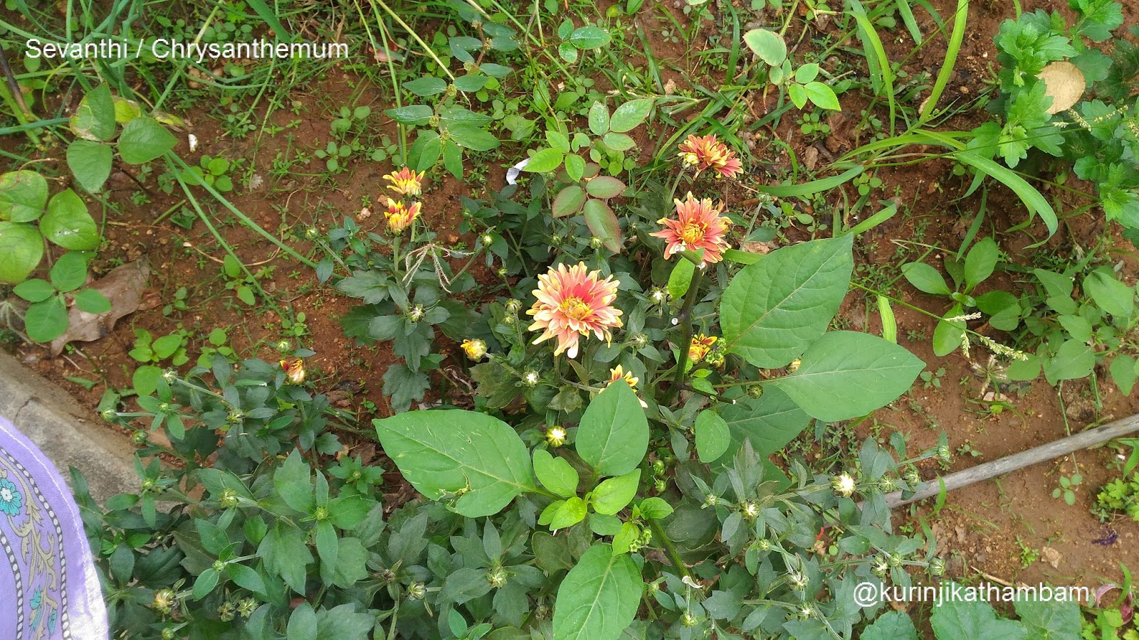 Flowers from My Cam: 8. Sevanthi / Chrysanthemum ~ Kurinji Kathambam