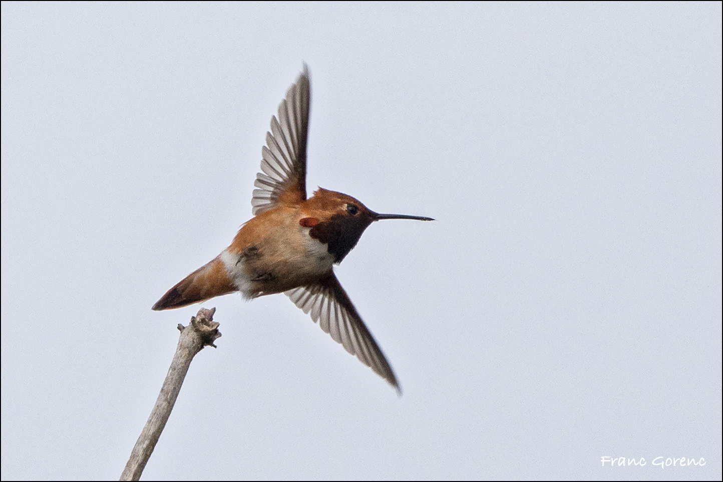 The Hummingbirds of Vancouver Island - Travels With Birds