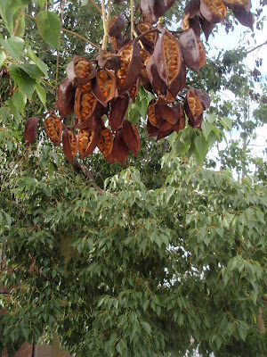 HERBARIO VIRTUAL DE BANYERES DE MARIOLA Y ALICANTE: Brachychiton ...