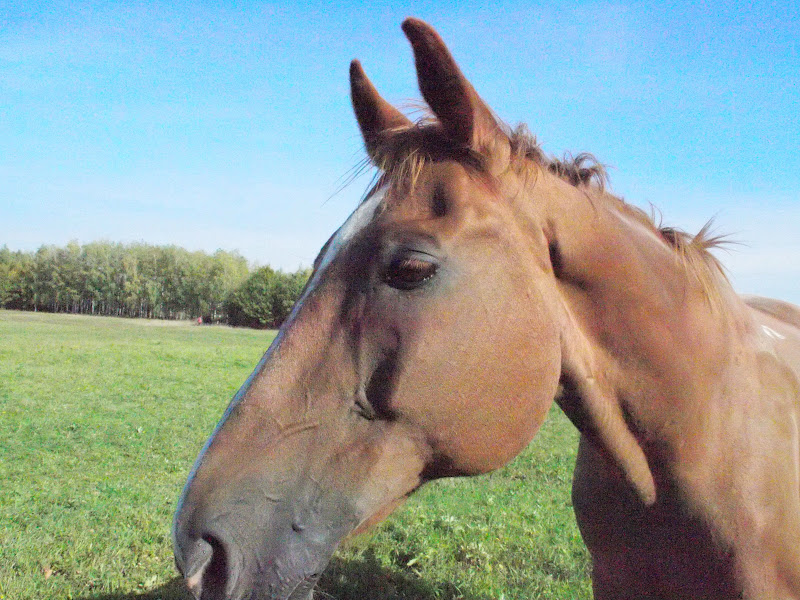я не понедельник: Горки Ленинские - A Day Out At Lenin's Dacha
