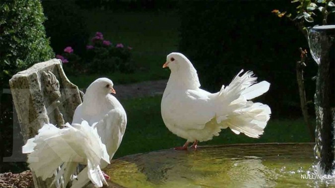 merpati: CARA MEMELIHARA BURUNG MERPATI