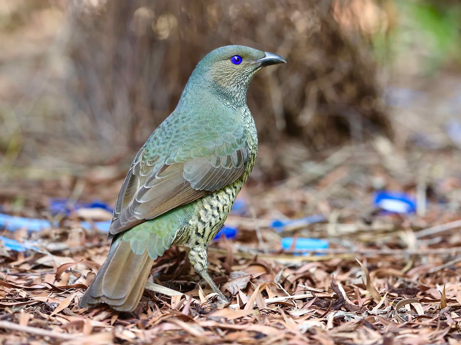 Avithera: Satin Bowerbirds