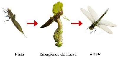 LOS INVERTEBRADOS: LA LIBÉLULA