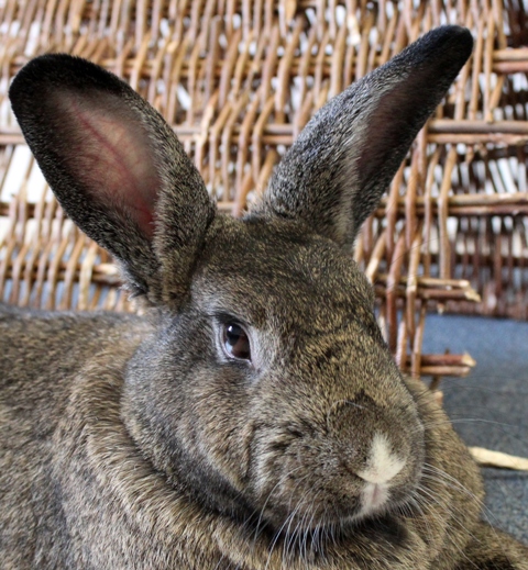 Tales from The Raspberry Rabbits: Happy Friday!