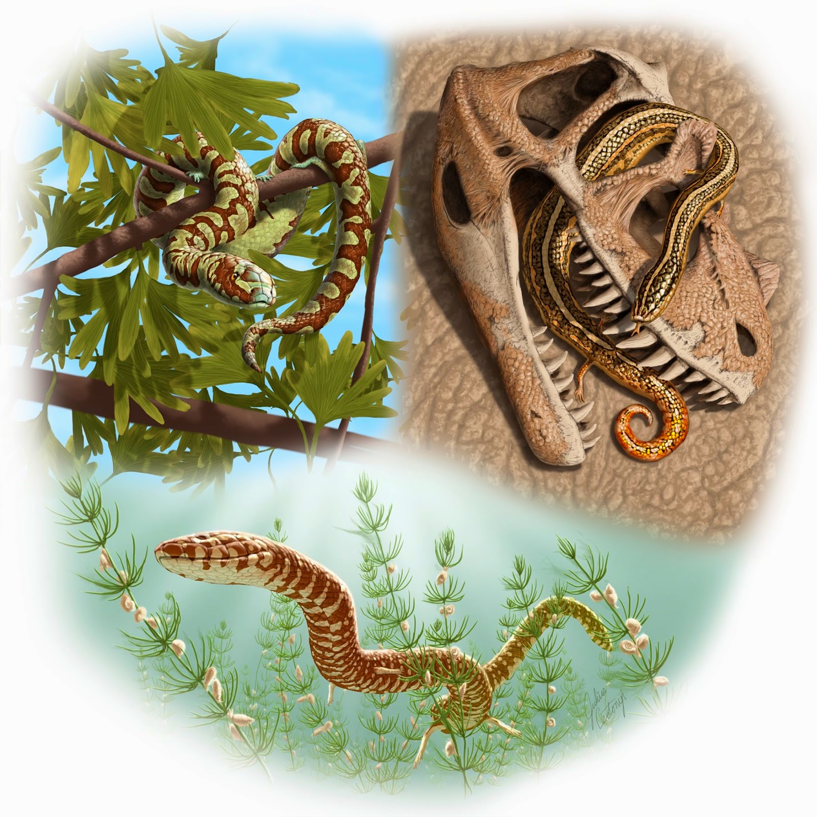 Snake Evolution Tree