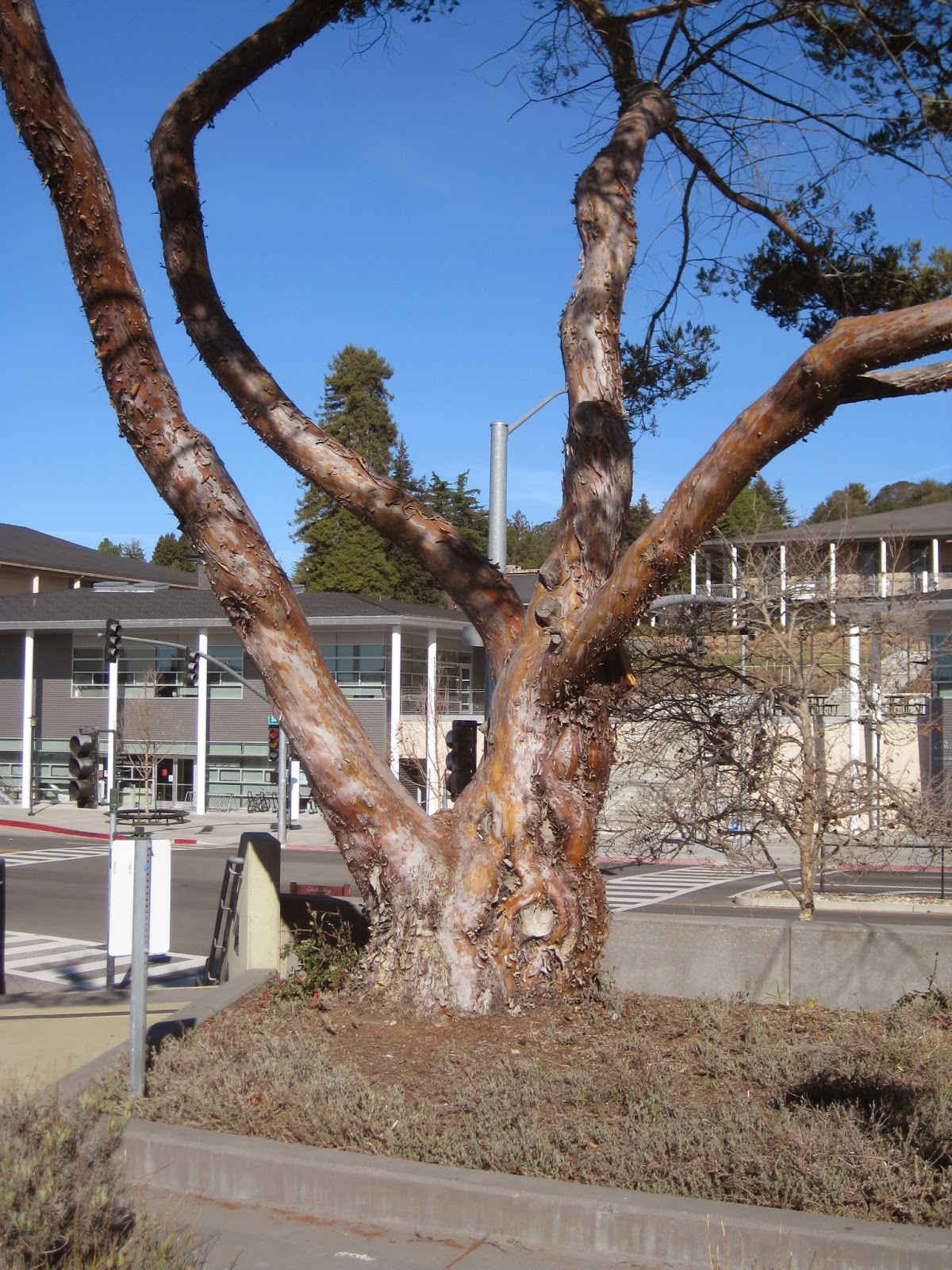 Trees of Santa Cruz County: Cupressus forbesii - Tecate Cypress