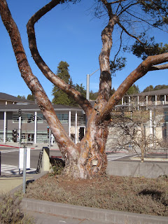 Trees of Santa Cruz County: Cupressus forbesii - Tecate Cypress