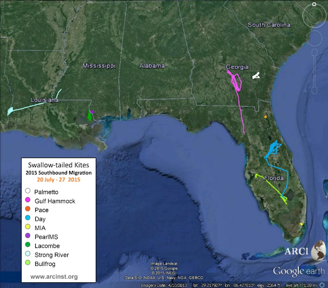 Swallow-tailed Kite Migration: July 2015