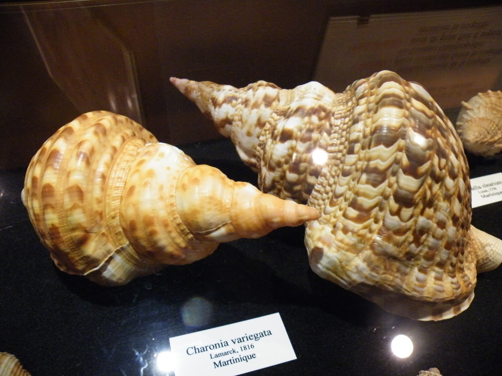 du-four-au-jardin-et-mes-dix-doigts: musée du coquillage fin