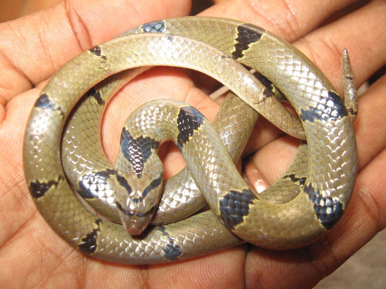 Wild life: Banded kukri snake(Oligodon arnensis)