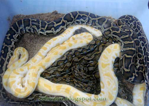 Cebu Zoo: Burmese Python