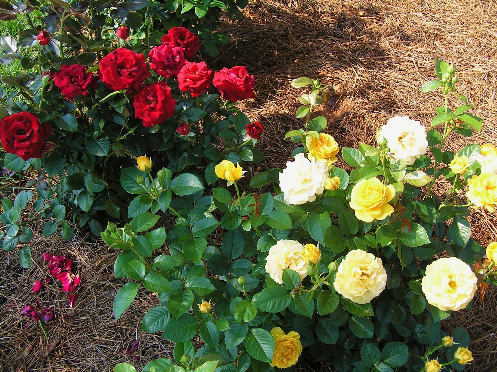 Images from our Life: Rose Garden, Summer 2012