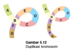 Mutasi Kromosom - Our Akuntansi