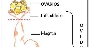 Fisiología del oviducto aviar