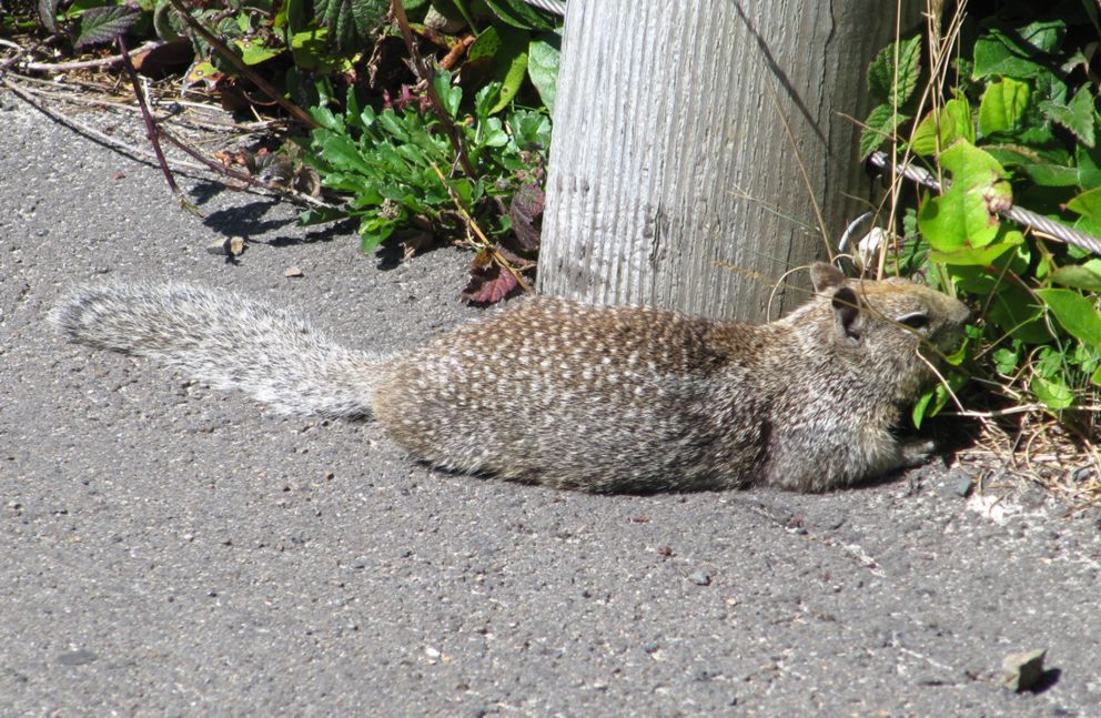 Charismatic Microfauna: Newport, Oregon: Rocky Intertidal