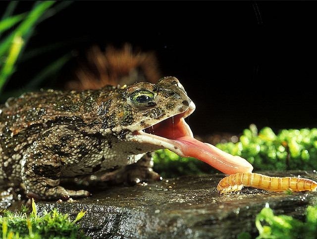 La Chachipedia: Las ranas y los sapos. Anuros