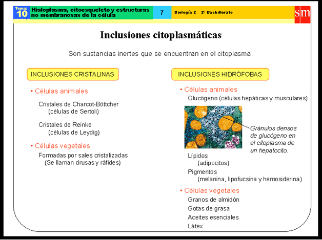 Estructuras no membranosas de la célula: INCLUSIONES CITOPLASMÁTICAS