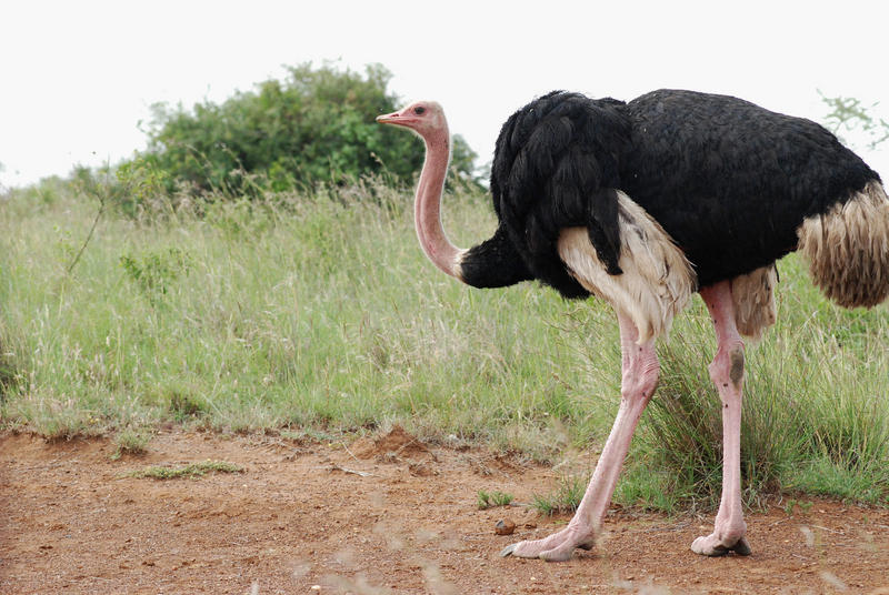 Ostrich - True Wildlife Creatures